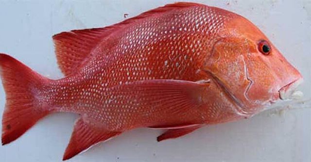 Good run on Red Emperor - Ocean Made Seafood