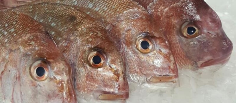 Baby Snapper - Ocean Made Seafood