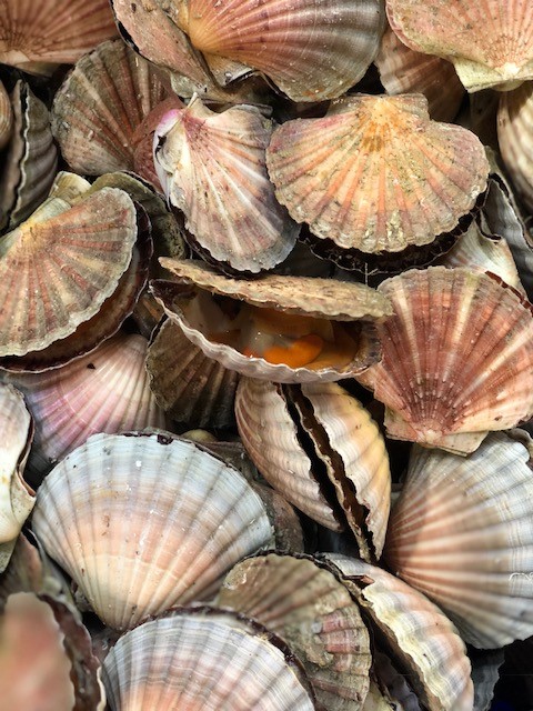 Fresh Scallops in shell - Ocean Made Seafood