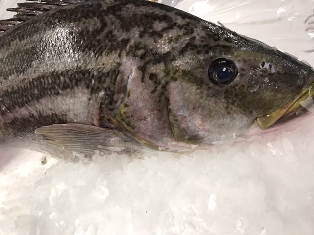 Striped Trumpeter - Ocean Made Seafood