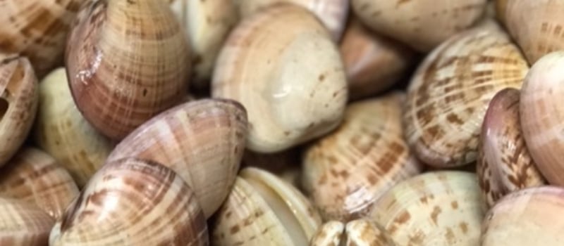 NSW Strawberry Clams - Ocean Made Seafood