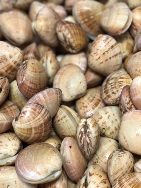 NSW Strawberry Clams - Ocean Made Seafood