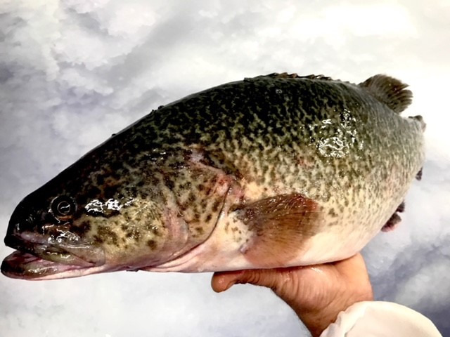 Farmed Murray Cod - Ocean Made Seafood