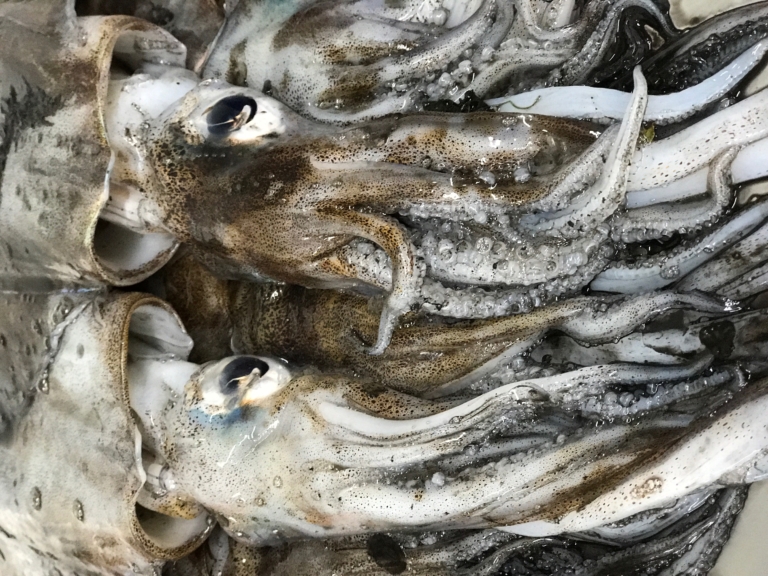 Calamari - Fresh • Southern • 1kg (Weighed Then Cleaned) - Ocean Made ...