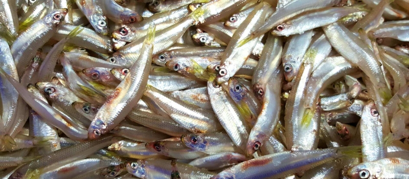 Fresh White Bait - Ocean Made Seafood