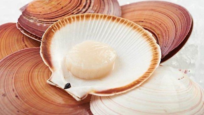 Abrolhos Island Scallops LIVE - Ocean Made Seafood