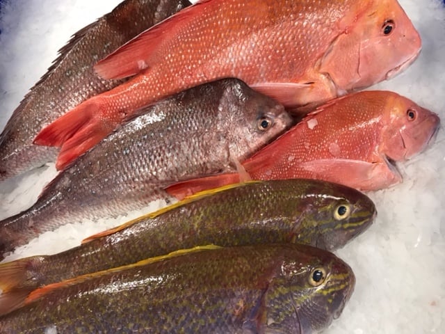 Stunning Line Caught Fish - Ocean Made Seafood