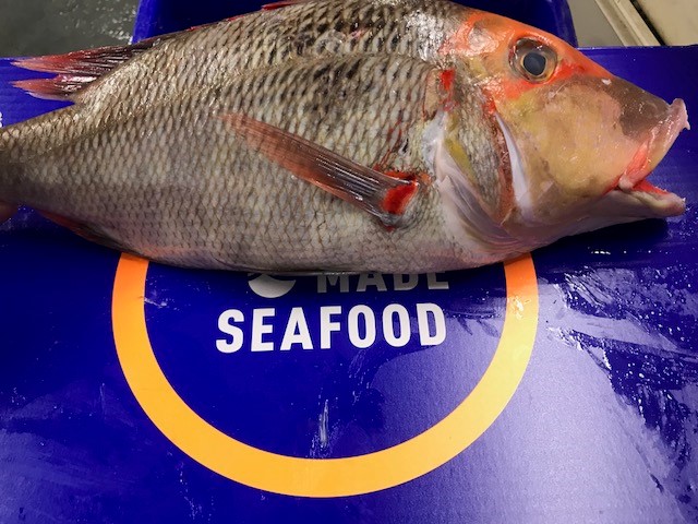 Red Throat Emperor – Ocean Made Seafood