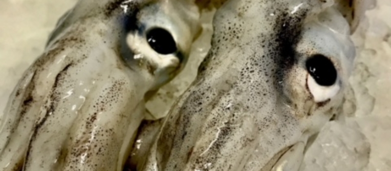 Gould Squid - Ocean Made Seafood