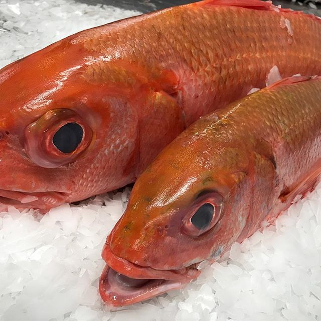 Flame Tail Snapper - Ocean Made Seafood