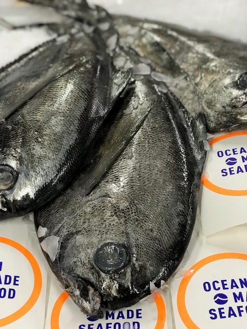 Black Snapper - Ocean Made Seafood