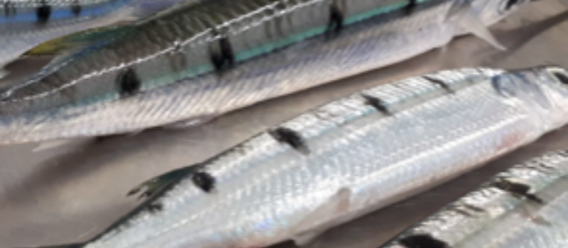 5 Spot Garfish - Ocean Made Seafood