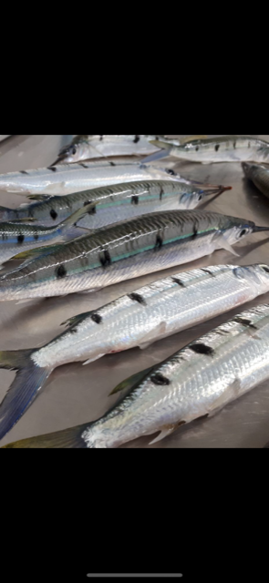 5 Spot Garfish - Ocean Made Seafood