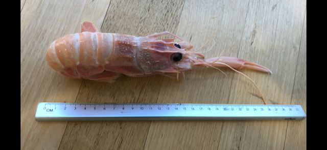 JUMBO Scampi - Ocean Made Seafood