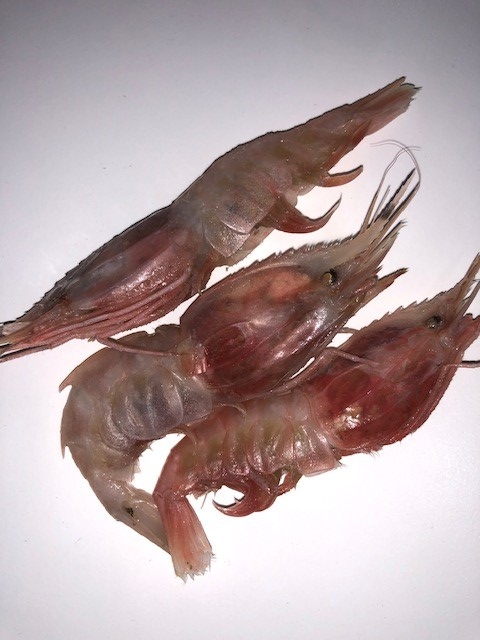 Razor Back Prawns - Ocean Made Seafood