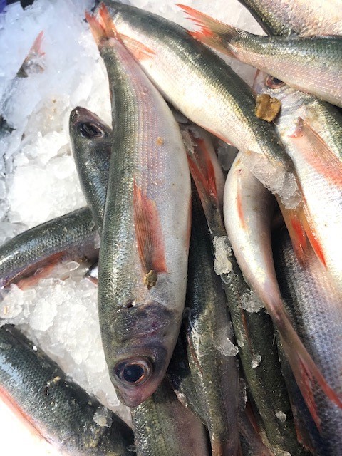 Australian Herring - Ocean Made Seafood