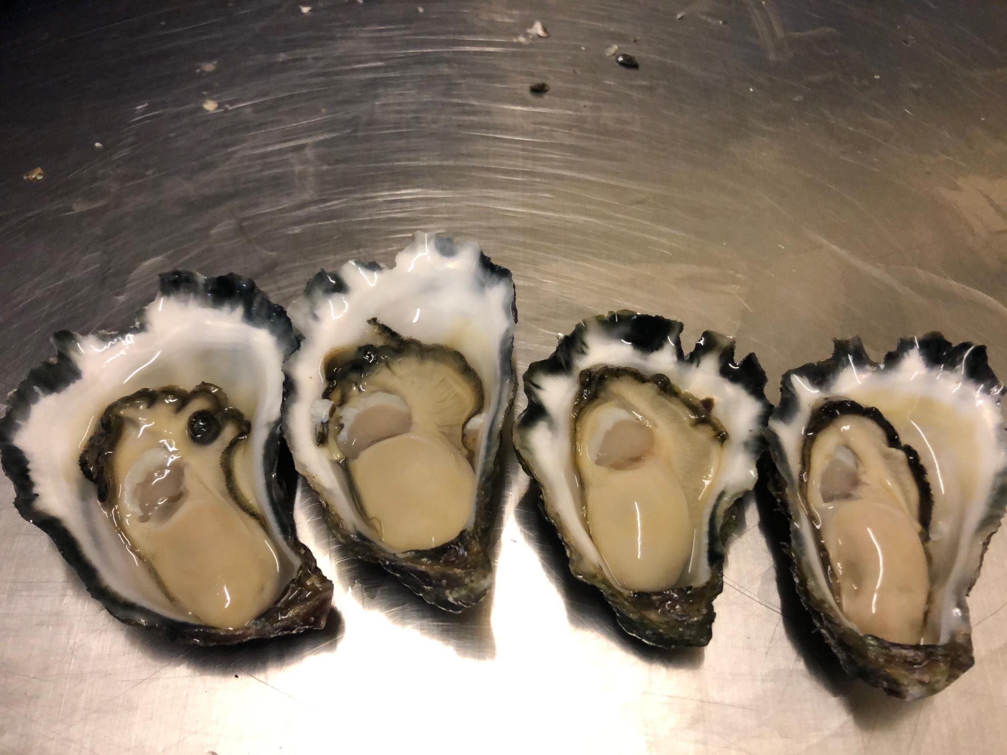 XL Sydney Rock Oysters - Ocean Made Seafood