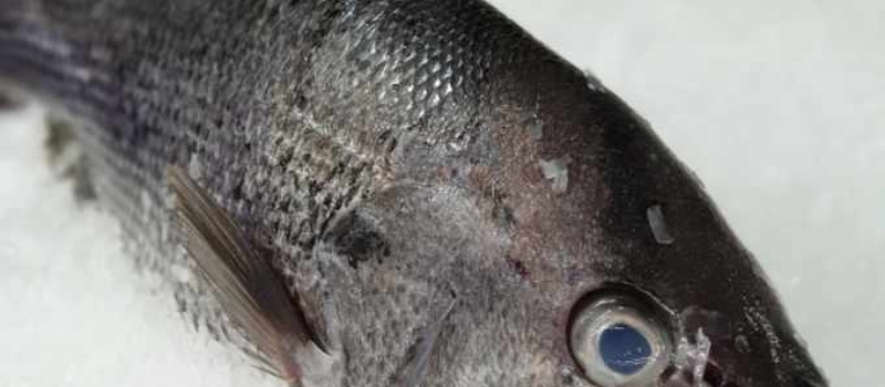 Dhu Fish - Ocean Made Seafood