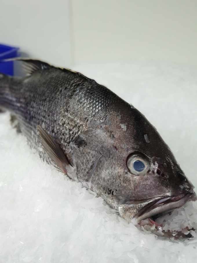 Dhu Fish - Ocean Made Seafood