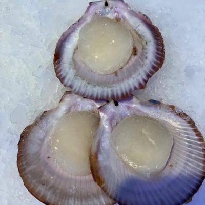 Scallops - Ocean Made Seafood