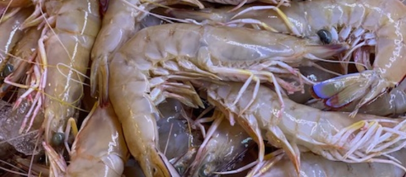 Fresh LARGE Green Prawns - Ocean Made Seafood