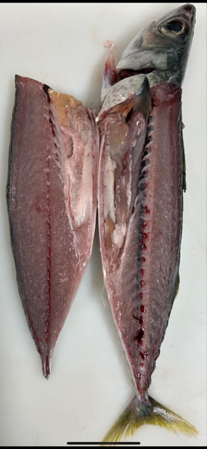 Blue Mackerel line caught - Ocean Made Seafood