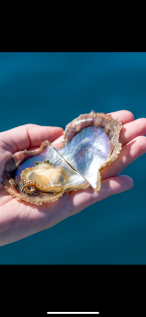 Akoya Oysters - Ocean Made Seafood