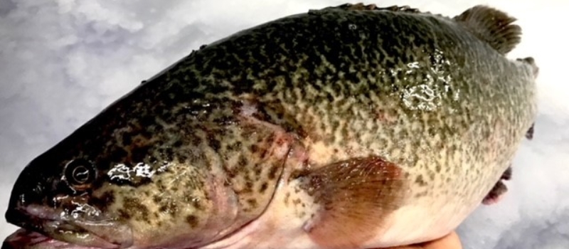 Murray Cod wings - Ocean Made Seafood