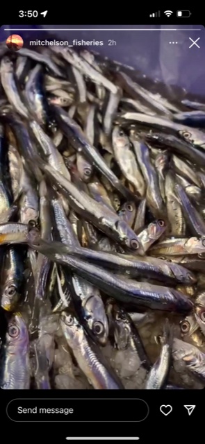 Fresh Anchovies - Ocean Made Seafood