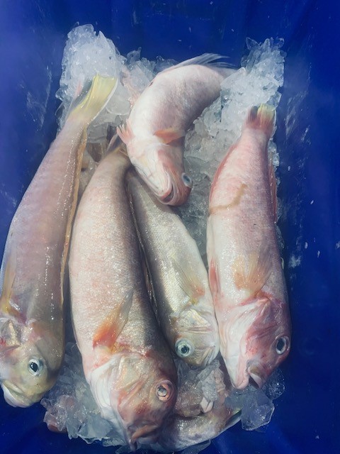 Tilefish - Ocean Made Seafood