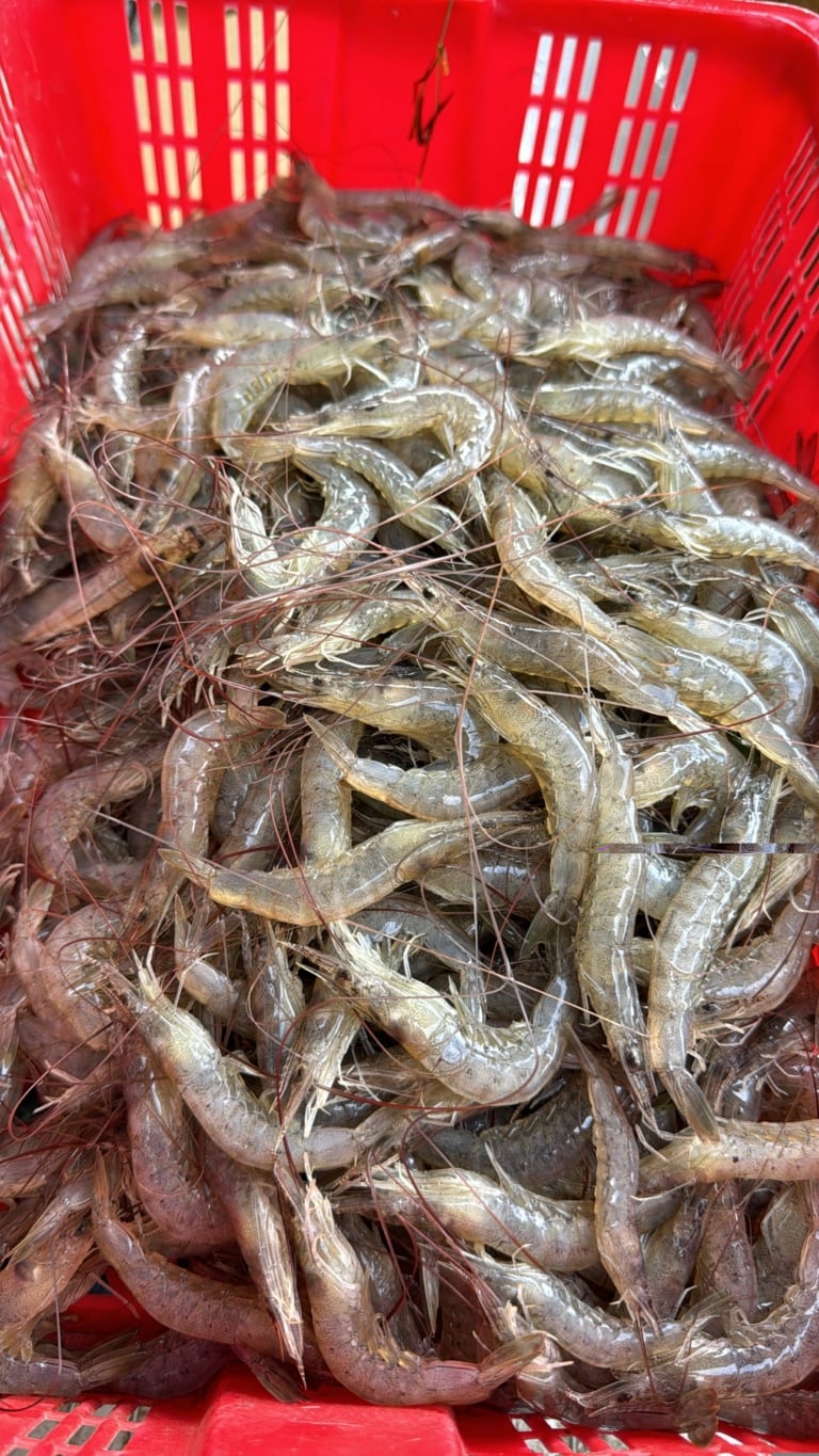 Fresh School Prawns - Ocean Made Seafood