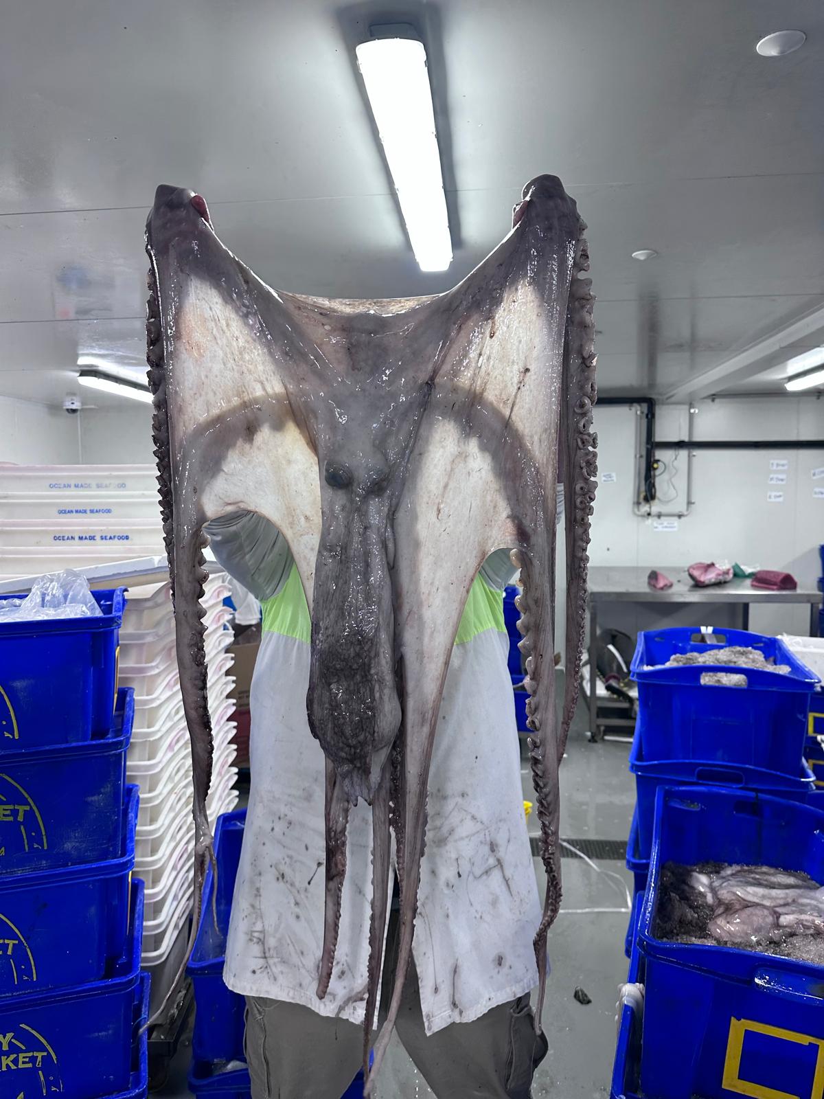 Large Octopus legs - Ocean Made Seafood